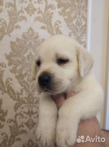 Очаровательные лабрадорчики