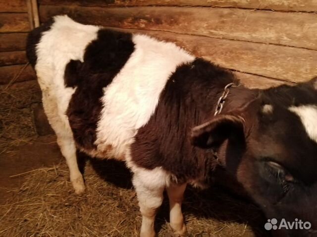 Бычки 3х-4х месячные