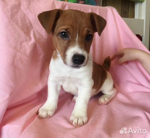 Клубные щенки джек рассел терьера