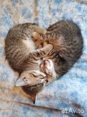 Котята