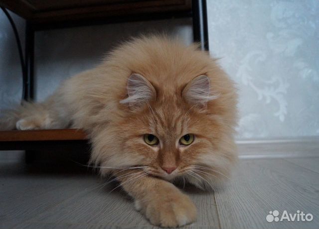 Молодой котик ищет дом