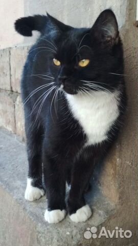 Кошка пропала