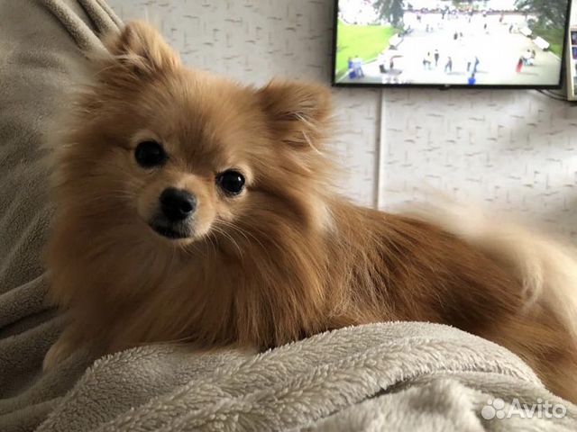 Шпиц девочка