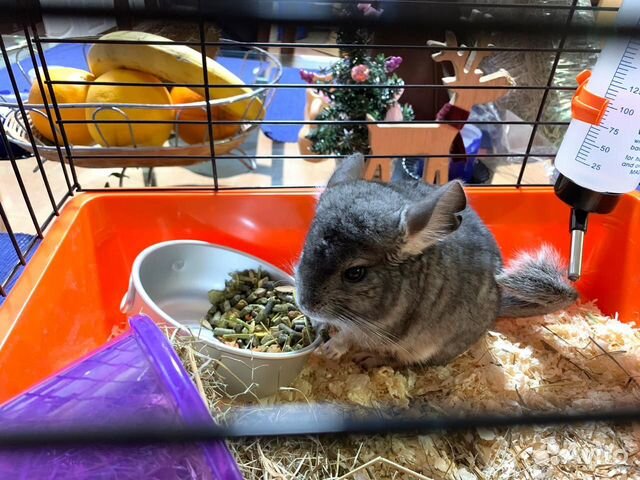 Шиншилла с клеткой