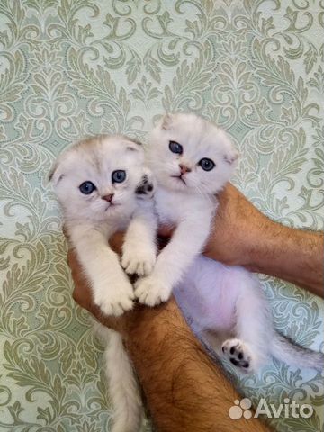 Зеленоглазые шиншиллы