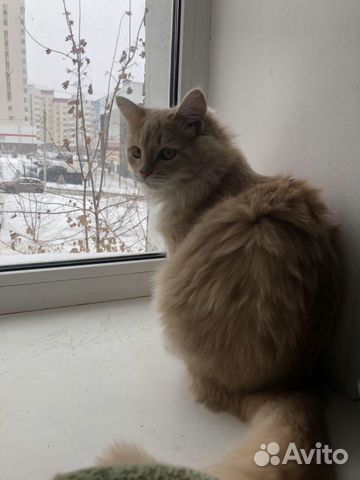 Кошка со своими вещами 6 месяцев