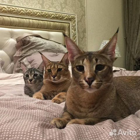 Котята Каракет