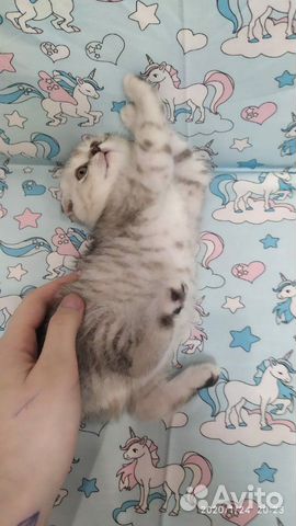 Вислоухая котодевочка