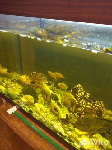 Аквариум