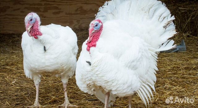 Индюки Биг-6, Хайбрид Конвертер