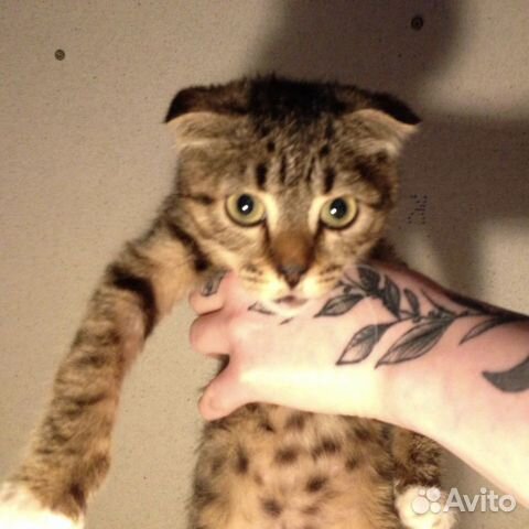 Вислоухий котёнок 4 месяца