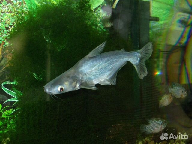 Рыбки Пангасиус