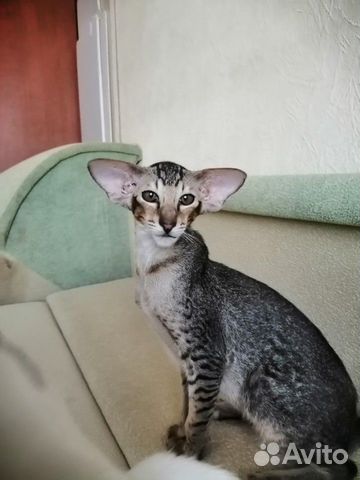 Котик ориентал