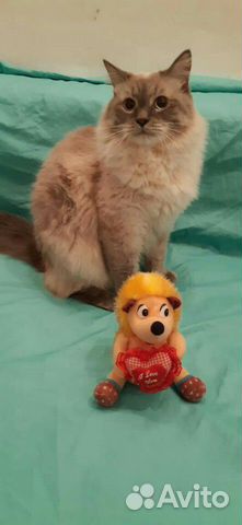 Макс ищет дом