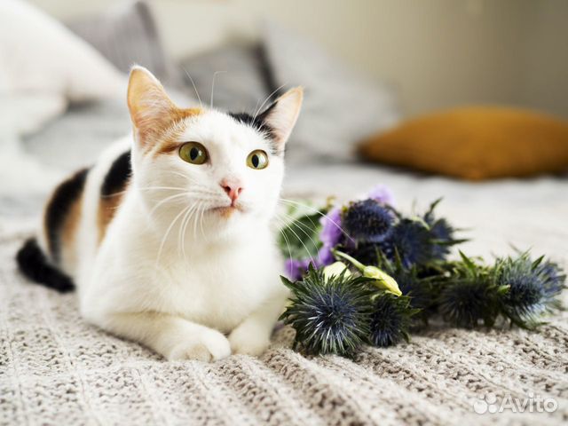 Кошка Печенька