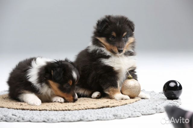 Шетландская овчарка -шелти (щенок)