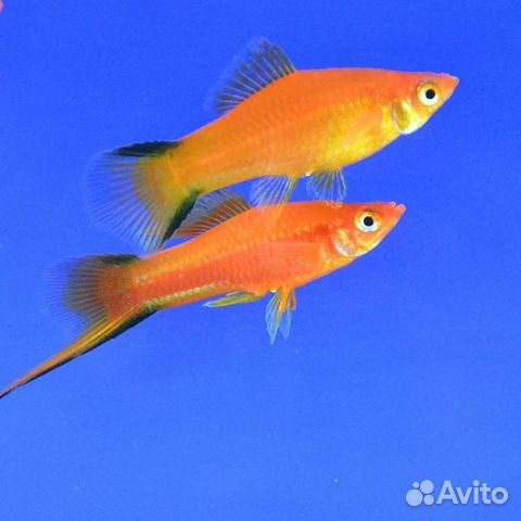 Меченосец золотая Комета