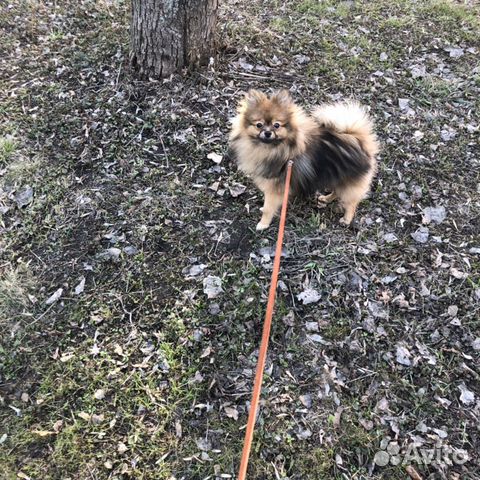 Померанский шпиц невеста вязка