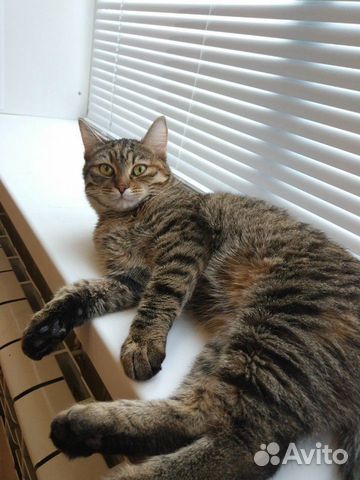 Кошка в добрые руки