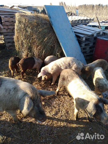Продам поросят