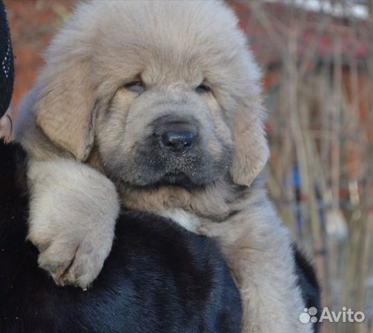 Тибетский Мастиф