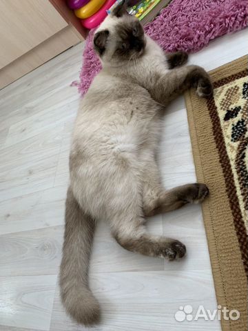 Кошка