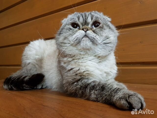 Шикарный котомужчина ищет семью