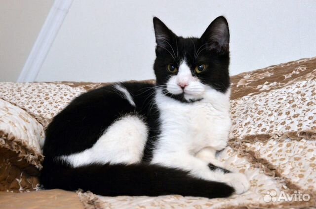 Котенок в добрые руки