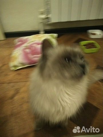 Кошечка Сара ищет дом