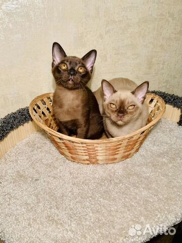 Бурманские котята
