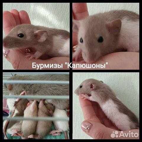 Крысы Дамбо Бурмизы-капюшоны