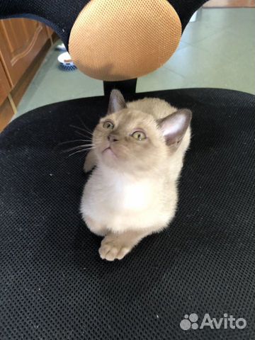 Котёнок американская бурма