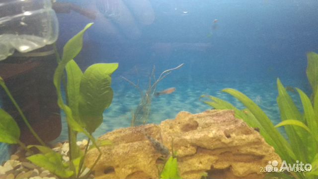 Рыбки гуппи мальки