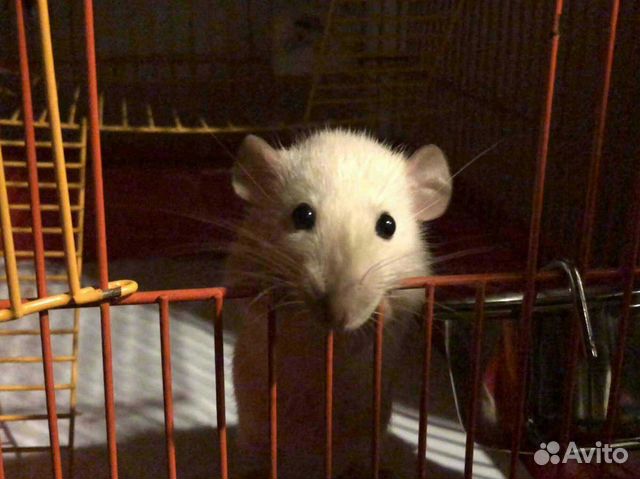 Дамбо крыска сиамская