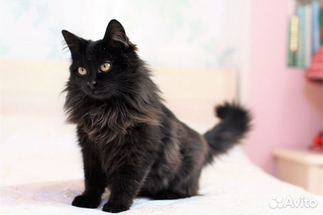 Орфей, котенок ищет дом. 6 месяцев