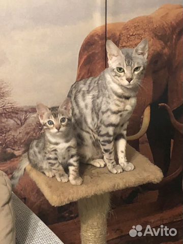 Бенгальские котята