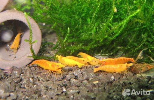 Креветка оранжевая. Морковка