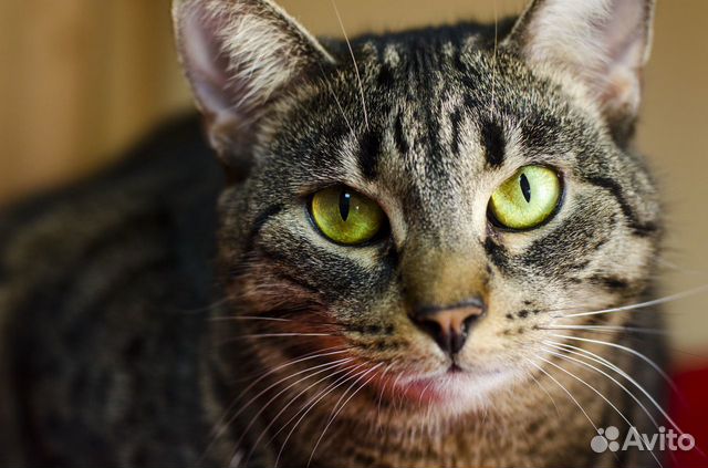 Кошка Ева ищет семью