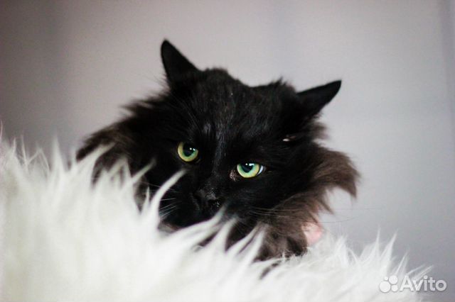 Кот ищет дом