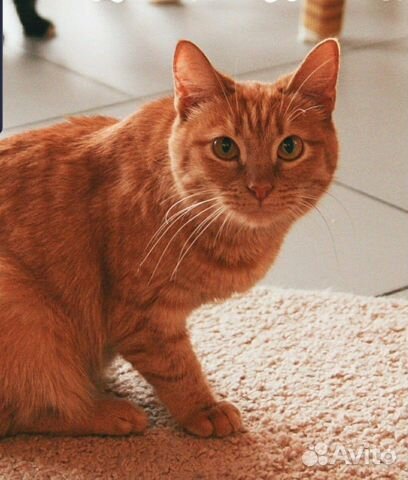 Кошка ищет дом