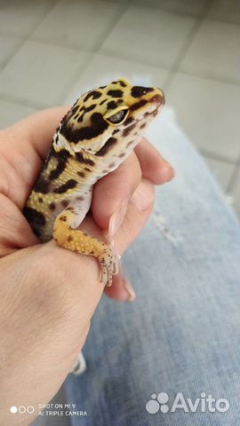 Эублефаров