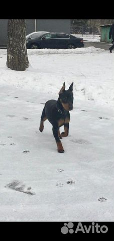 Цвергпинчер
