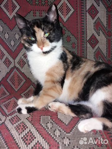 Чудесная кошечка Китти в добрые руки