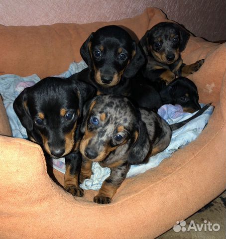 Щенки карликовой таксы