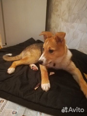 Щенок в добрые руки