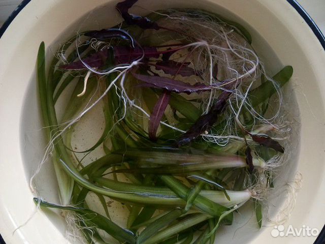 Трава для аквариума