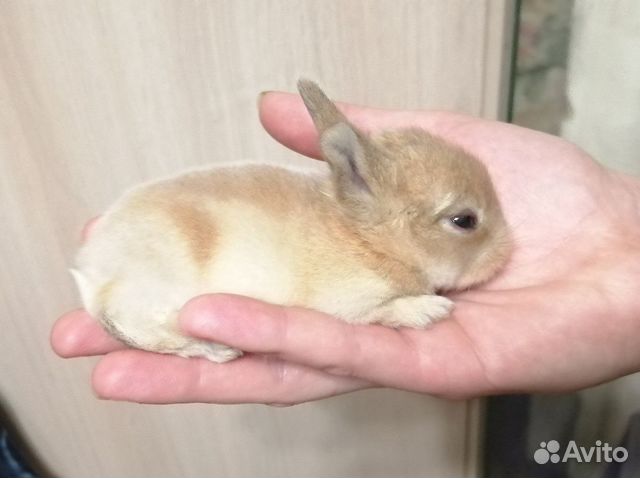 Карликовые крольчата