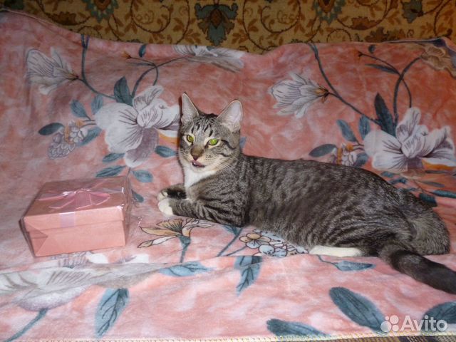 Котенок Тигран в добрые руки