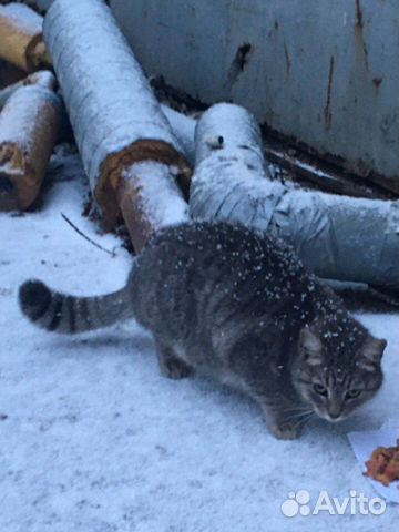 Кошечка в добрый руки