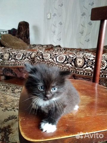 Котёнок пушистый